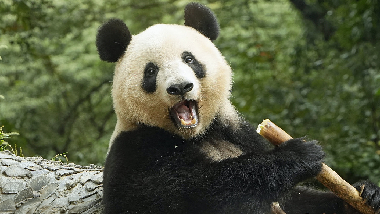 Live: Take a look at China's giant pandas - CGTN