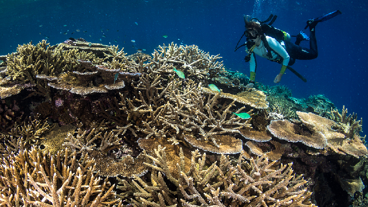 Sydney scientists feed corals fat to help them adapt to climate change - CGTN