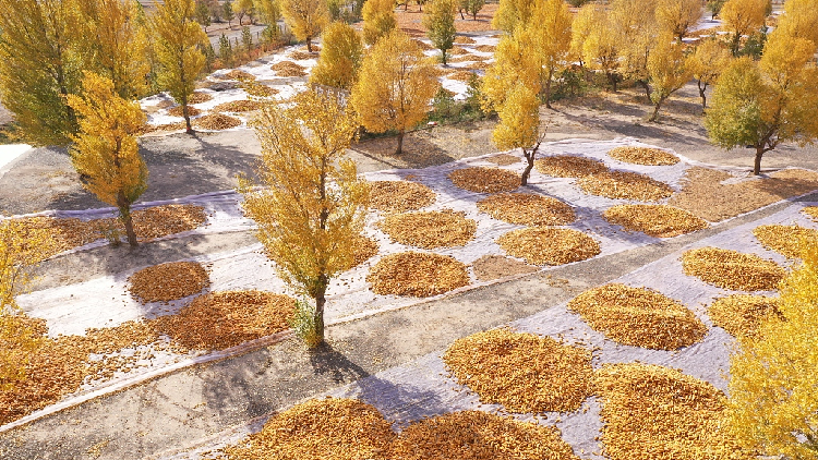 Air-drying corn amid woods creates a hue of autumn in Gansu - CGTN