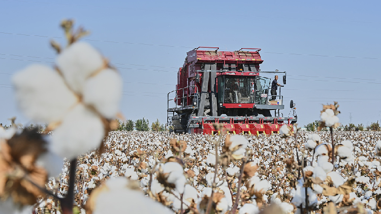 Live: Aerial view of mechanized cotton harvesting in Xinjiang - CGTN