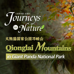 Qionglai Mountains Series Ep. 8: Forest dwellers welcome autumn rain - CGTN