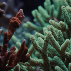 China's coral conservation center strives to protect coral reefs - CGTN