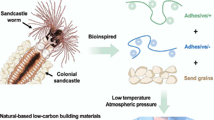 Chinese scientists develop worm-inspired low-carbon building material ...