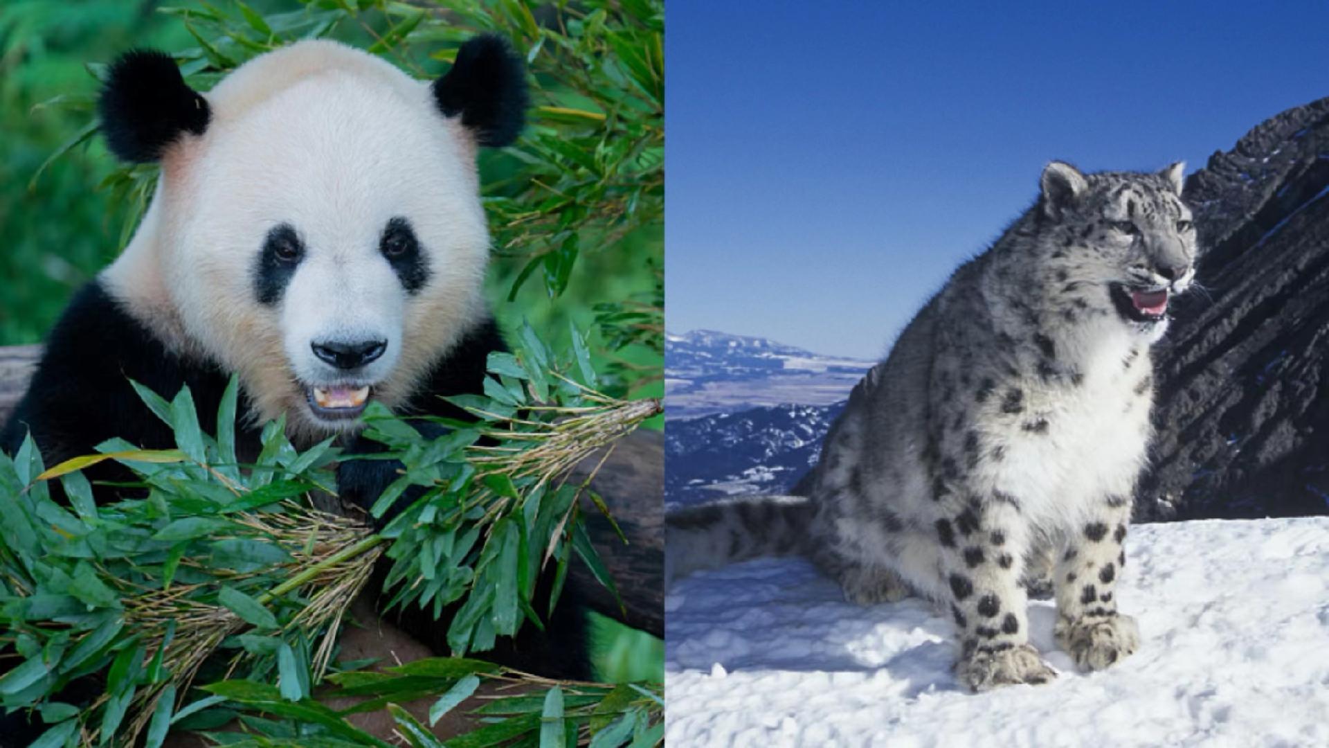 How 'duo-flagship species mode' helps preserve endangered species - CGTN