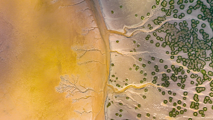 Natural wonder: A 'tidal tree' in Haining - CGTN