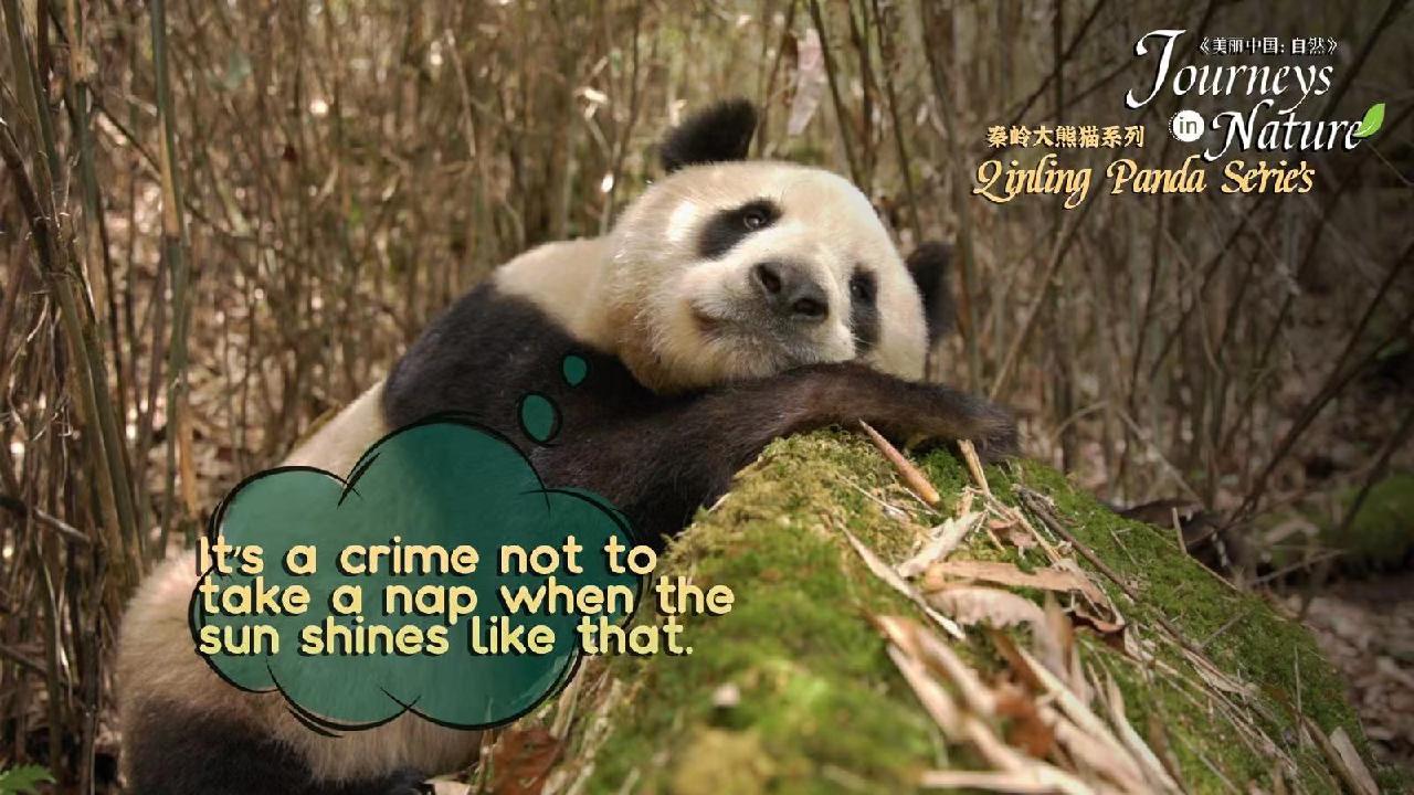 Coming up! CGTN Nature to unveil new giant panda series - CGTN