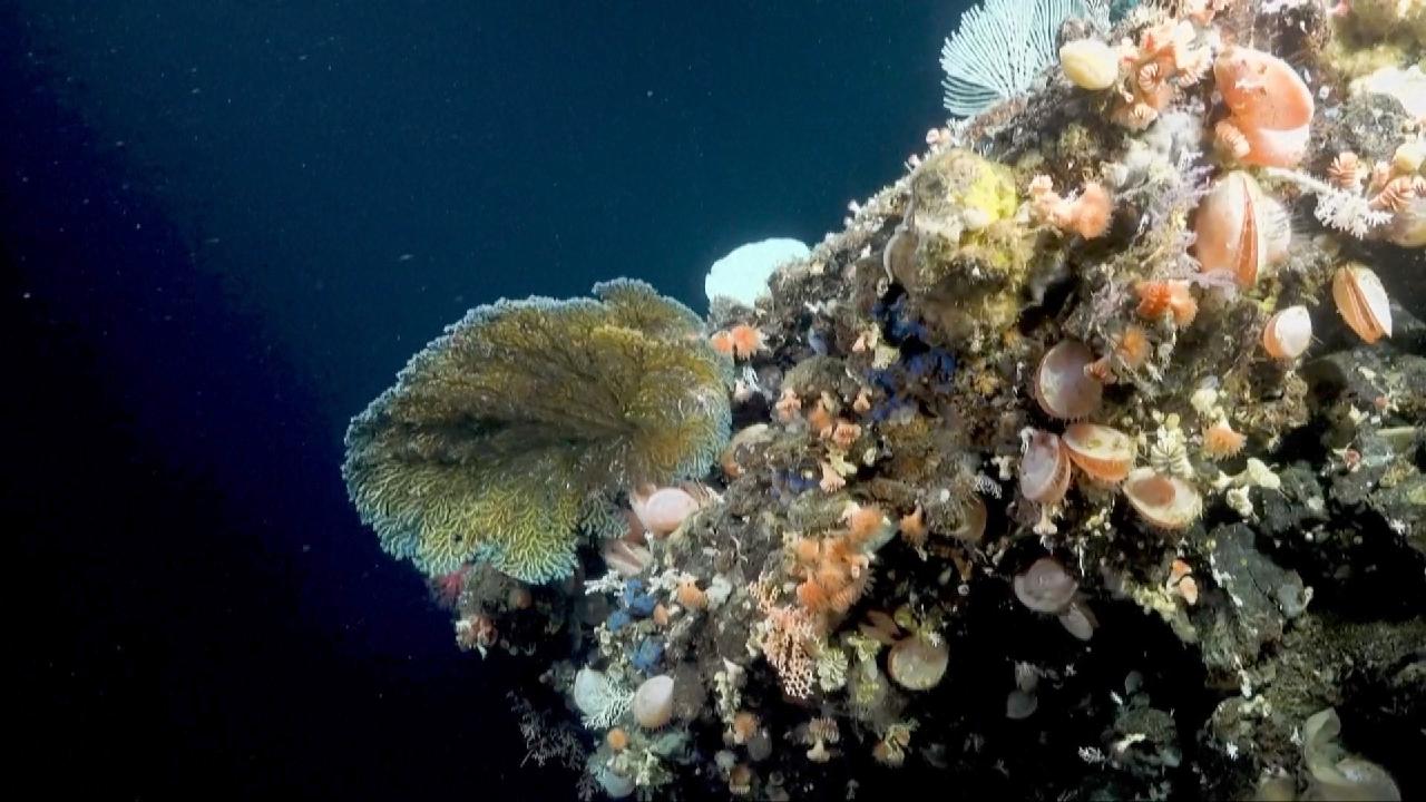 Two new coral reefs and seamounts discovered in the Galapagos Islands ...