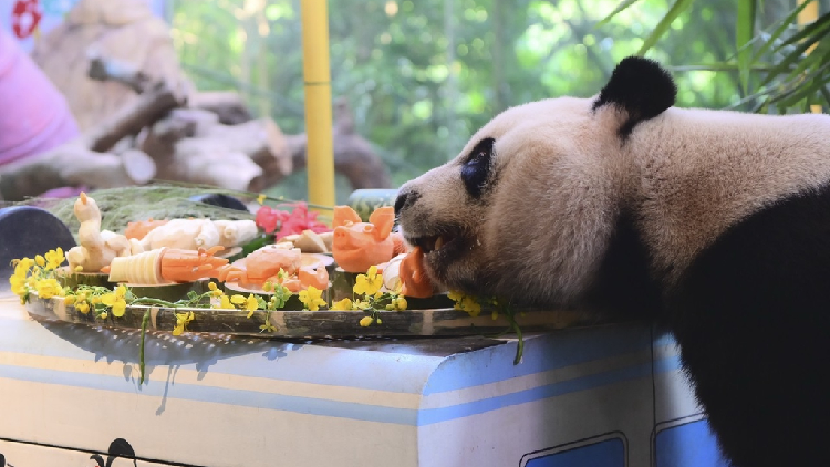 Giant panda enjoys teatime in Guangzhou - CGTN