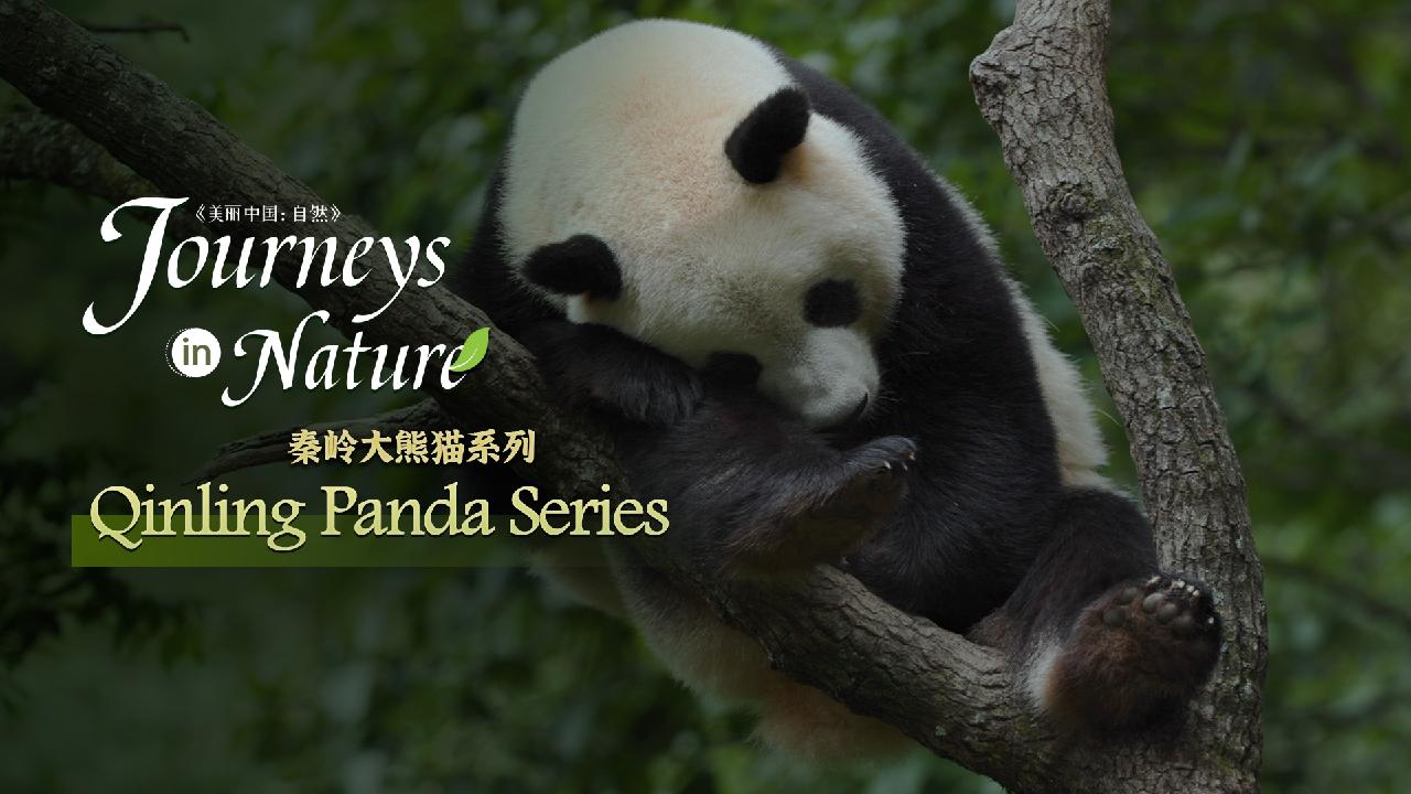 Qinling Panda Series Ep. 2: Who wears the hypno crown in lush forest - CGTN