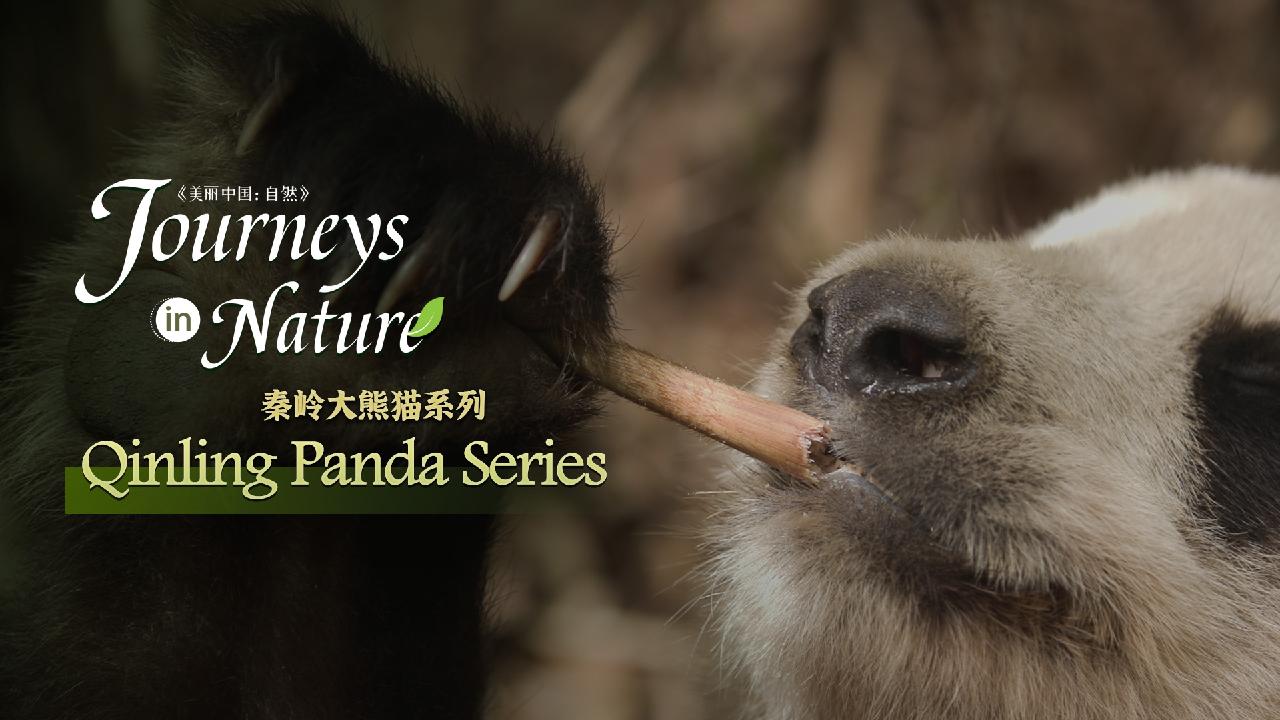 Qinling Panda Series Ep. 3: How pandas became bamboo lovers - CGTN