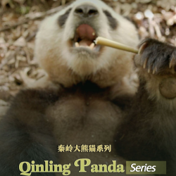 Qinling Panda Series Ep. 3: How pandas became bamboo lovers - CGTN