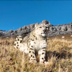 New report: Over 60% of all snow leopards live in China - CGTN