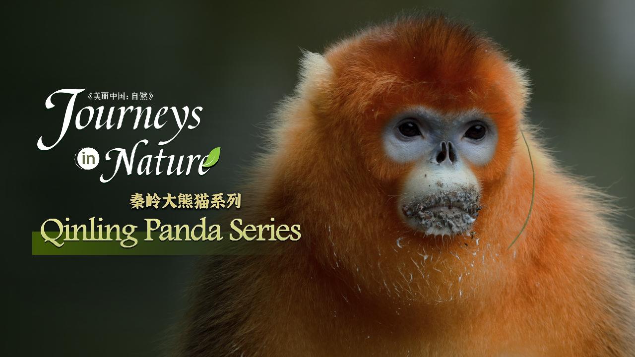 Qinling Panda Series Ep. 5: Snub-nosed monkeys wear black 'lipstick' - CGTN