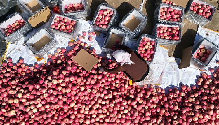 Farmers celebrate apple harvest in Gansu - CGTN