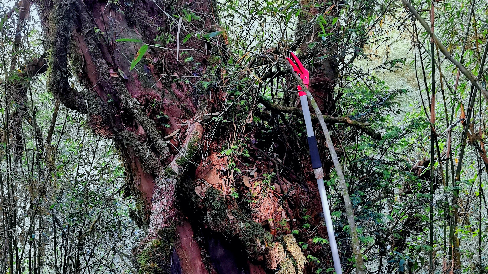 Record-breaking Himalayan yew found in SW China's Yunnan - CGTN