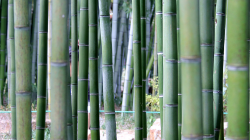 China promotes bamboo as eco-friendly substitute for plastics - CGTN