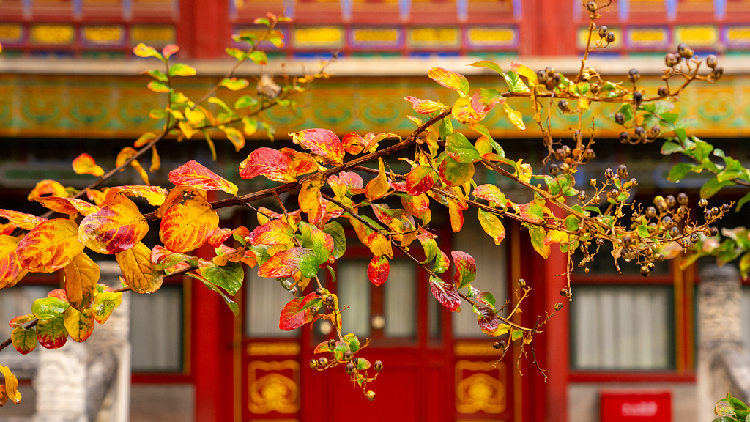 Drizzle in Beijing brings strong autumn tones to Palace Museum - CGTN