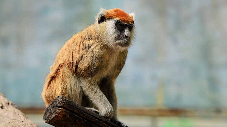 Monkeys spotted in urban Beijing - CGTN