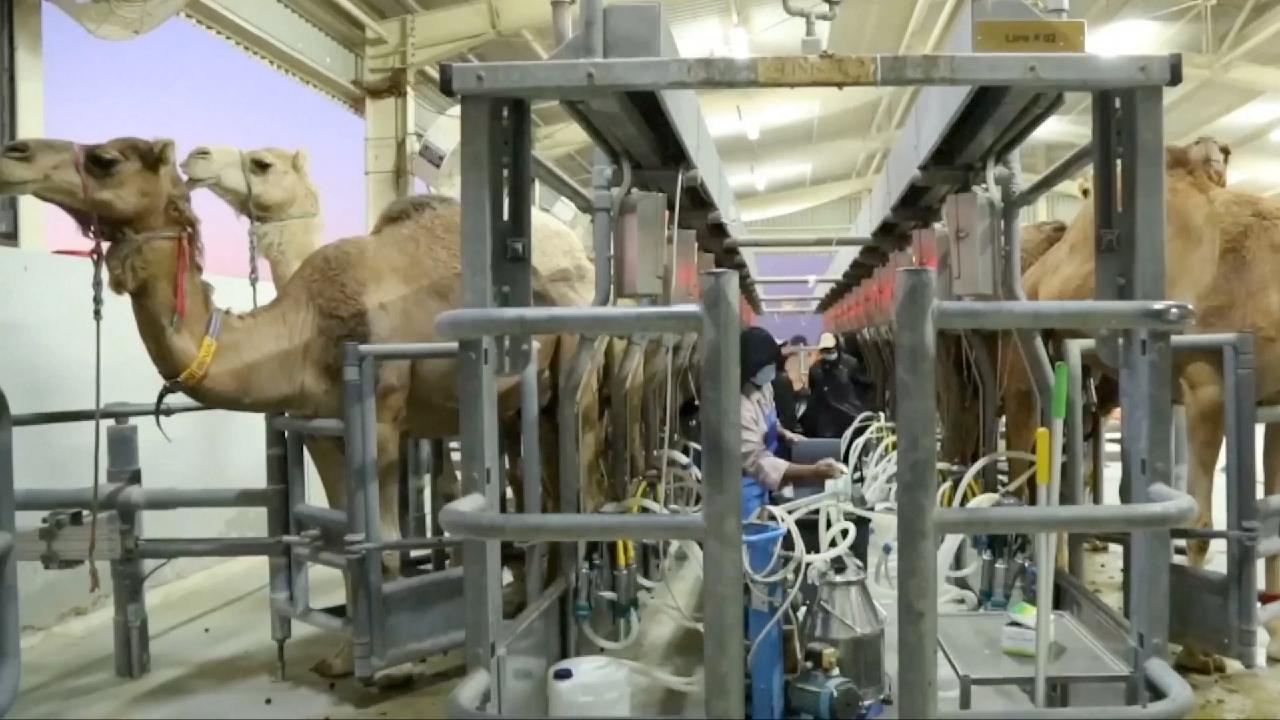 Camel milk powder debuts at Chinese import fair - CGTN