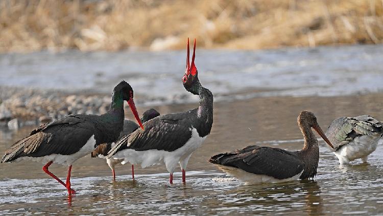 Avian guardian: More birds, better 'Dongting Landscape' - CGTN