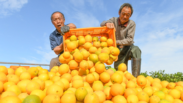 Farmers reap fruitful harvest of oranges in Hunan - CGTN