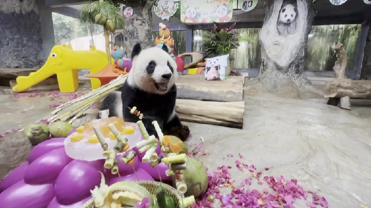 Celebrating five years of giant pandas on Hainan Island - CGTN
