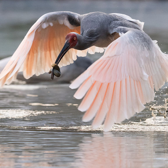 Live: Watch the crested ibises soar in Shaanxi Province, NW China - CGTN
