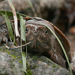 Guangdong Maoming Series Ep. 3: The ferocious 'eagle peak turtle' - CGTN