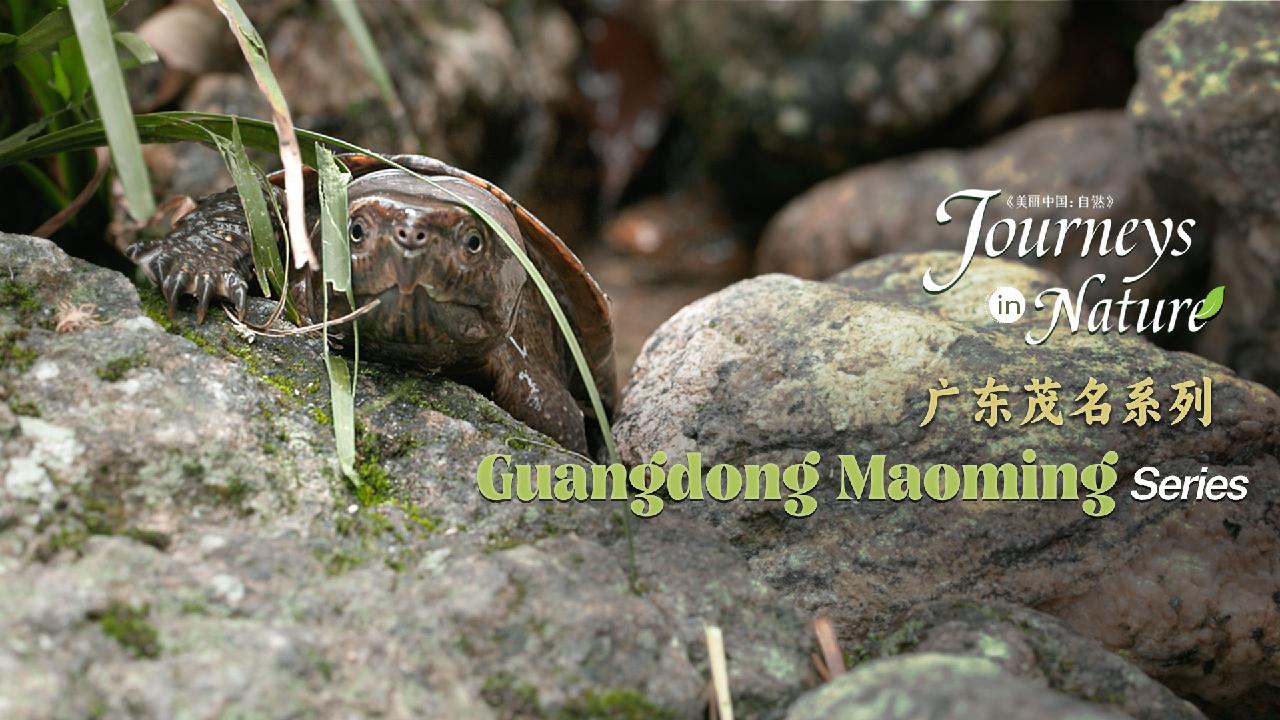 Guangdong Maoming Series Ep. 3: The ferocious 'eagle peak turtle' - CGTN