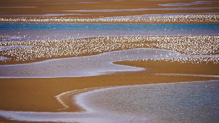Live: Migratory birds flock to wetlands in China's Hebei Province - CGTN
