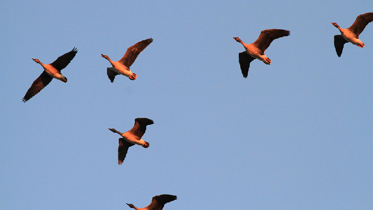 Live: Migratory birds flock to wetlands in China's Hebei Province - CGTN