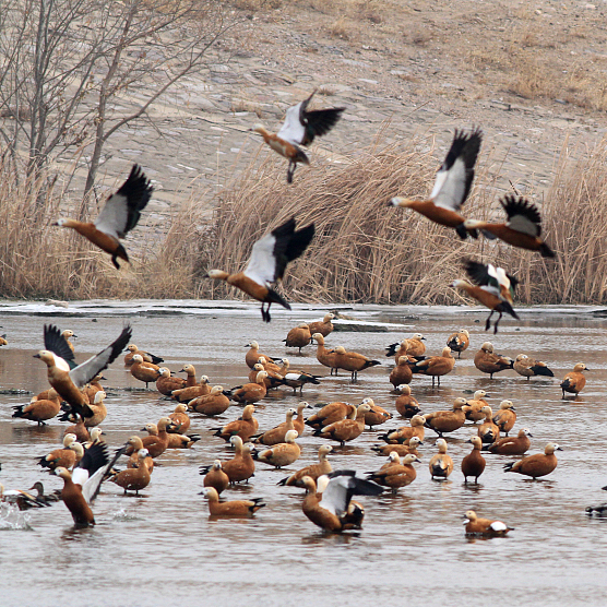 Live: Migratory birds flock to wetlands in China's Hebei Province - CGTN