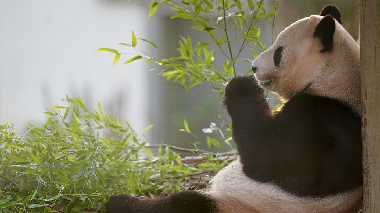 Giant pandas return home after living in the UK for 12 years - CGTN