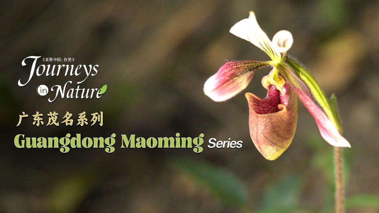 Guangdong Maoming Series Ep. 7: Hong Kong lady's slipper orchid - CGTN