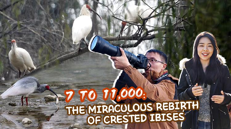 From 7 to 11,000: The miraculous rebirth of crested ibises - CGTN