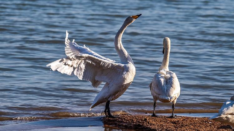 Live: Appreciate migrating whooper swans up close - CGTN