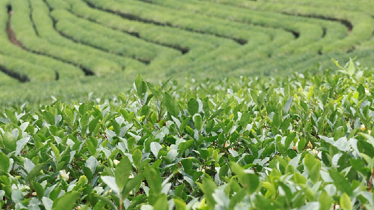 China releases first pan-genome map of tea plant - CGTN