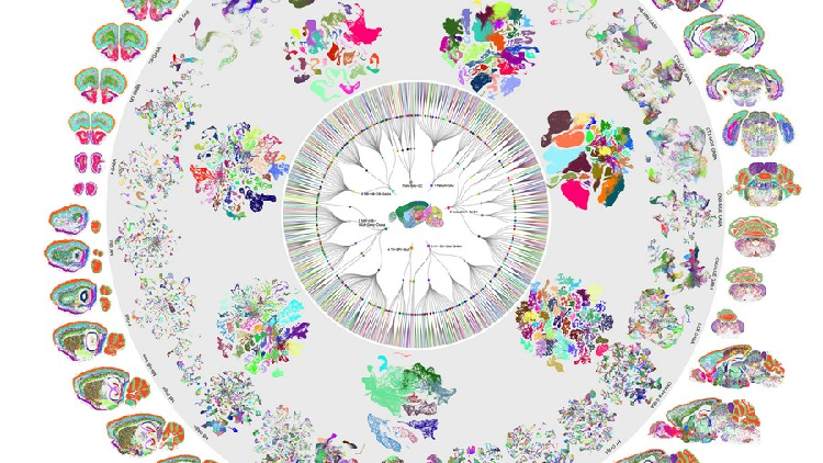 Scientists unveil first complete cell map of whole mammalian brain - CGTN