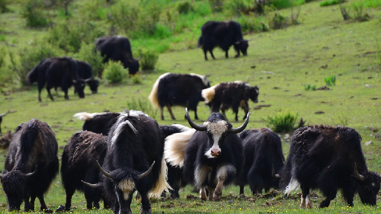 Ancient Tibetans crossbreed yak, cattle 2,500 years ago: study - CGTN