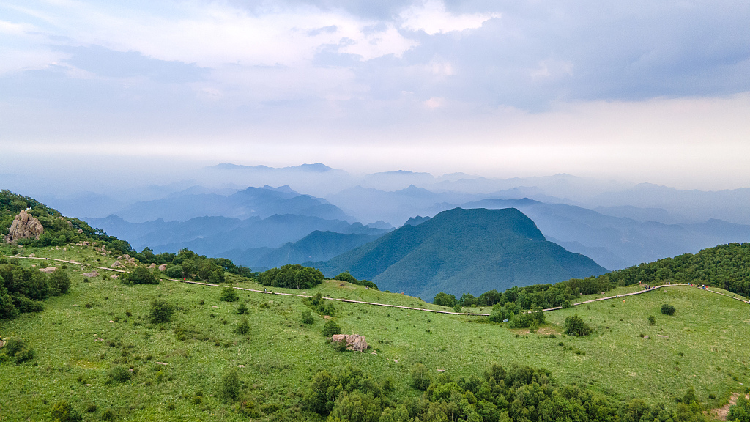 China announces 789 key habitats for terrestrial wild animals - CGTN