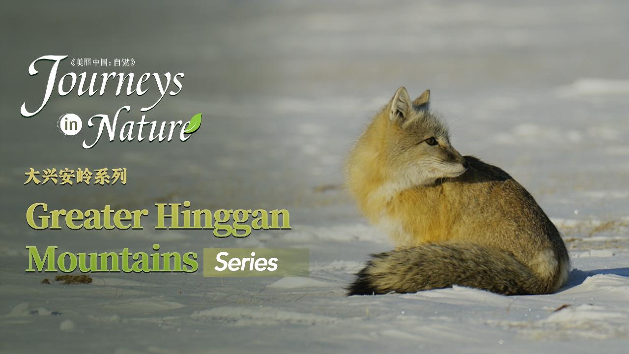 Greater Hinggan Mountains Series Ep. 8: Corsac fox won't see guests - CGTN