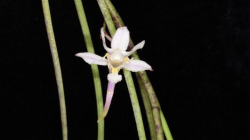 Six new orchid species found in SW China - CGTN