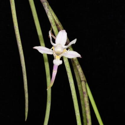 Six new orchid species found in SW China - CGTN