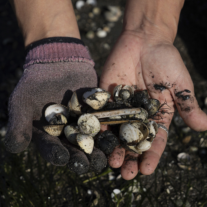 Spain's Galicia suffers mass shellfish die-off - CGTN
