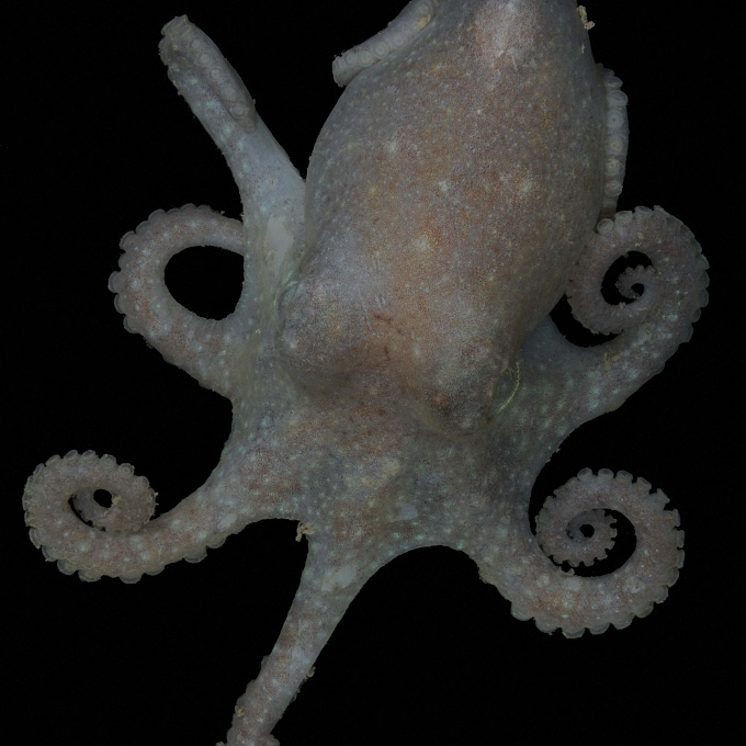 Octopus DNA reveals long history of Antarctic ice sheet - CGTN