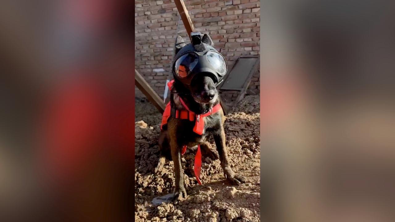Search dogs in the quake zone - CGTN