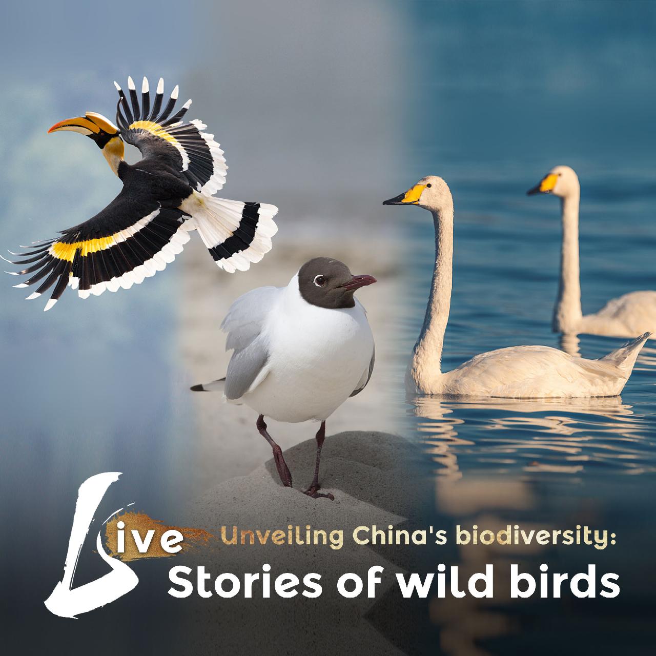 Live: Unveiling China's biodiversity – Stories of wild birds - CGTN