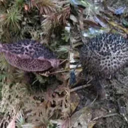 Four new species of fungus found in south China - CGTN