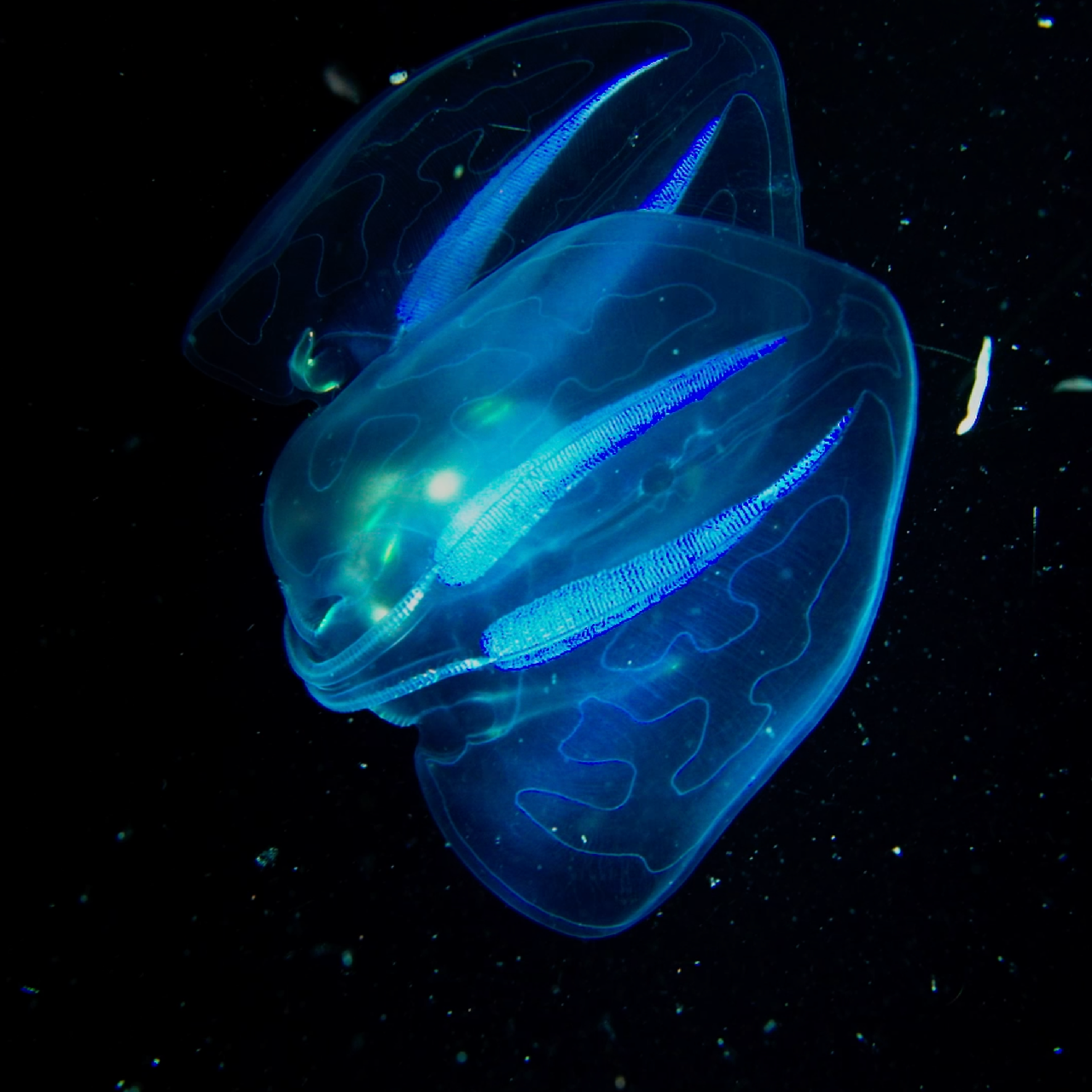 Shiny trap set by comb jelly in darkness - CGTN