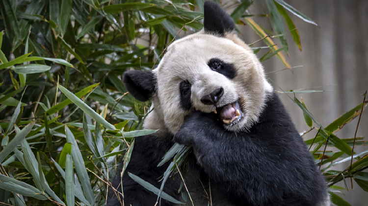 Giant pandas enjoy good life in Chengdu - CGTN